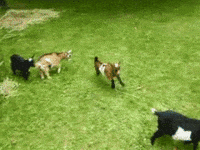 Baby Goats Jumping Gif