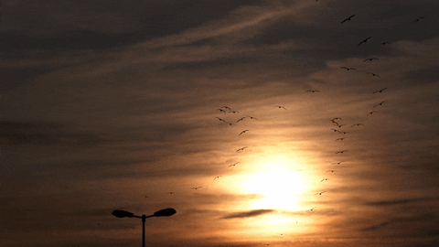Digital Art Sun GIF by A. L. Crego - Find & Share on GIPHY