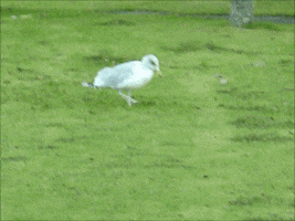 Seagull GIFs - Find & Share on GIPHY