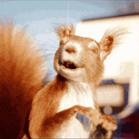 Drunk Squirrel Gif