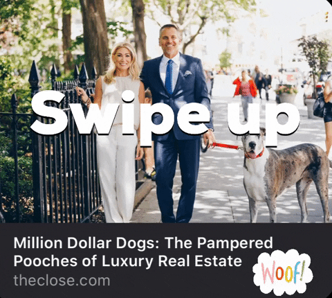 Million-dollar-dogs GIFs - Get the best GIF on GIPHY