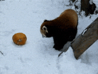 Scared Red Panda Gif