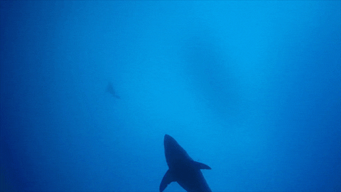 The Deep Blue Sea Gif