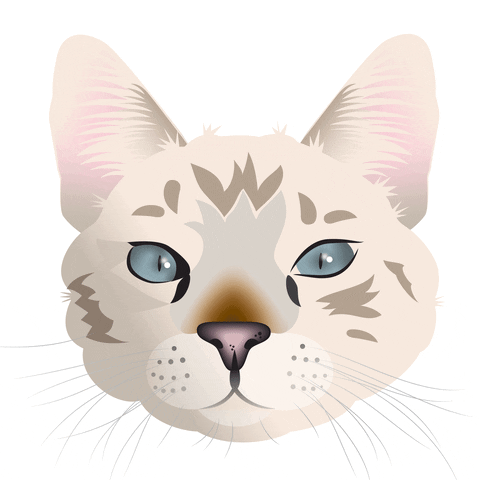 Winking Cat GIF - Find & Share on GIPHY