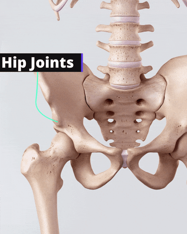 Hip Joint GIFs - Get the best GIF on GIPHY