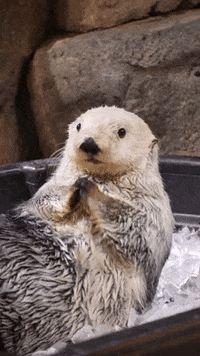 Otter Pups Gif