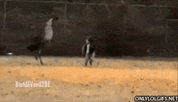 Ostriches Running Gif