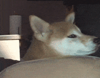 Staring Animal Gif