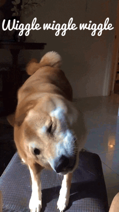 Wiggle Wiggle GIFs - Find & Share on GIPHY