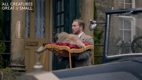 Pampered Pooch GIFs - Get the best GIF on GIPHY