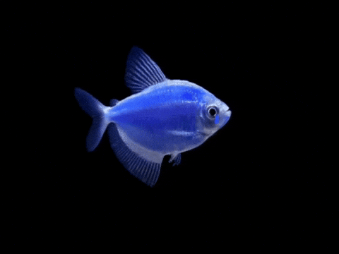 Pesciolino GIFs - Get the best GIF on GIPHY