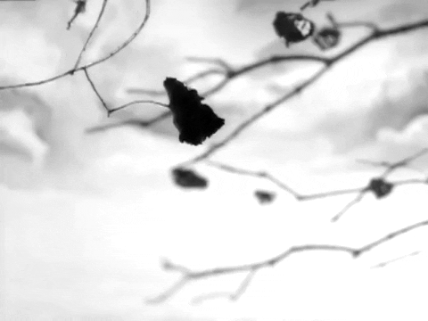 Golf Fall Leaf GIFs - Get the best GIF on GIPHY