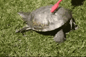 Turtle Dancing GIFs - Get the best GIF on GIPHY