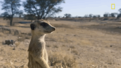 GIF by National Geographic Channel - Find & Share on GIPHY