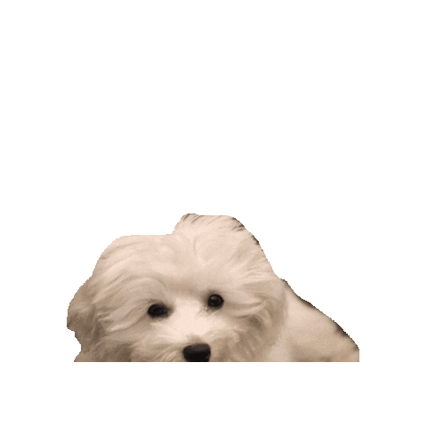 Transparent Dog Gif