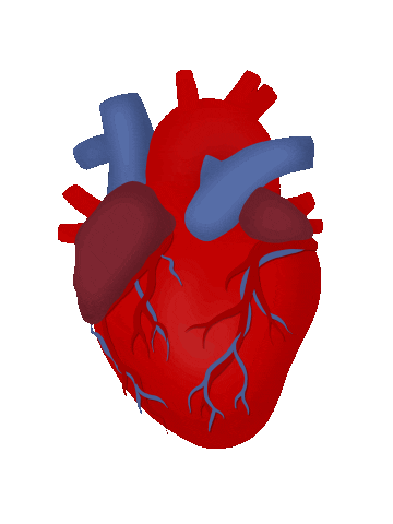 How artificial intelligence is helping to detect heart disease in ...