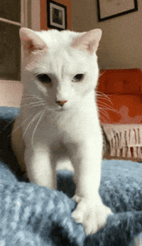Relaxing Cat Gif