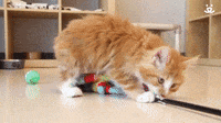 Cat-with-string GIFs - Get the best GIF on GIPHY