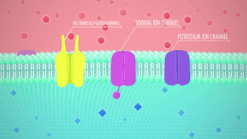 Action Potential GIFs - Find & Share on GIPHY