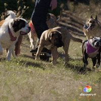 Dogs Running Gif