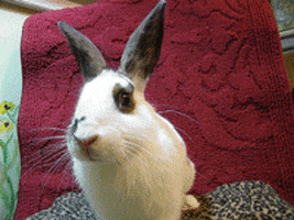 Cute Bunny GIFs - Find & Share on GIPHY