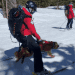 2024 Bark Bracket GIFs on GIPHY - Be Animated