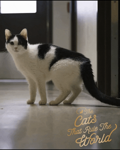 Cat Cats Rule GIF by Sheba Official - Find & Share on GIPHY