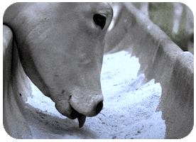 Connan - Geração de Resultados GIFs on GIPHY - Be Animated