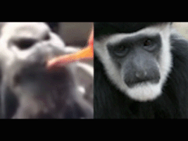 Fool GIFs - Find & Share on GIPHY