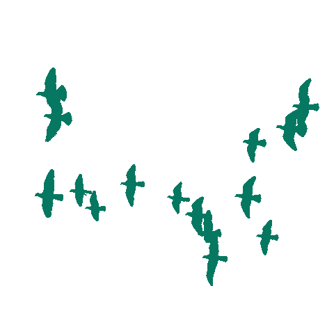 Transparent Bird Gif