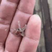 Little Octopus Gif
