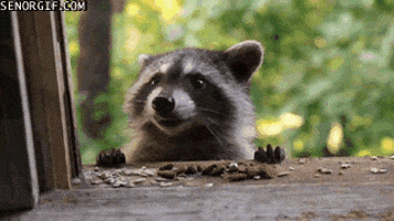 Baby Raccoon GIFs - Get the best GIF on GIPHY