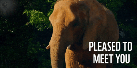 Pleased To Meet You Hello GIF by WWF_UK - Find & Share on GIPHY