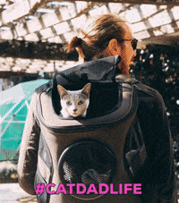 Cat Daddy Gif