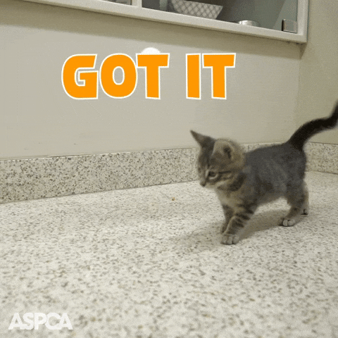 All Over It Cat GIF by ASPCA - Find & Share on GIPHY