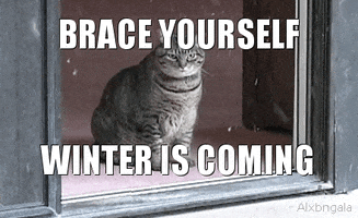 Winter Cat GIFs - Find & Share on GIPHY