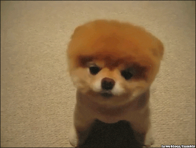 Boo The Dog GIFs - Get the best GIF on GIPHY
