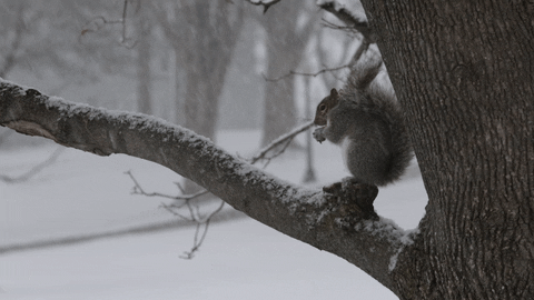 Squirrel Snacking GIF by Middlebury - Find & Share on GIPHY