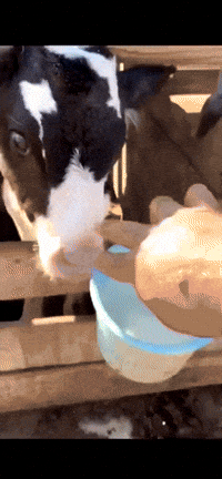 Funny Cow Animated Gif