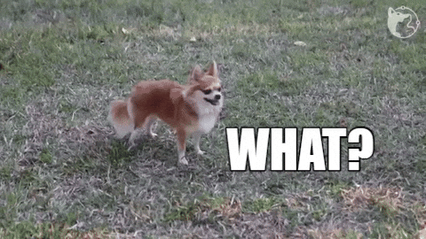 Dog What GIFs - Get the best GIF on GIPHY