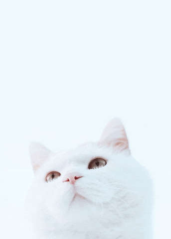 Im Gonna Explode GIFs - Get the best GIF on GIPHY