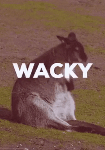 Wacky Wallaby GIFs on GIPHY - Be Animated