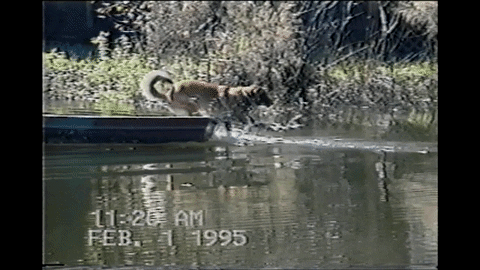 Dog-paddle GIFs - Get the best GIF on GIPHY