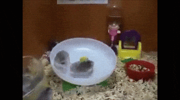 Reinvent The Wheel GIFs - Find & Share on GIPHY