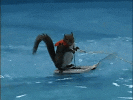 Squirrel GIFs - Find & Share on GIPHY