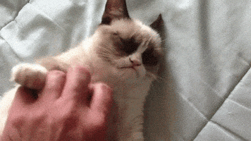 Grumpy Cat GIFs - Find & Share on GIPHY