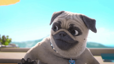 Pug-wink GIFs - Get the best GIF on GIPHY