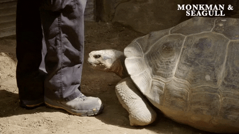 Peckish GIFs - Get the best GIF on GIPHY