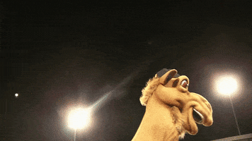 Great Lakes Loons GIFs on GIPHY - Be Animated