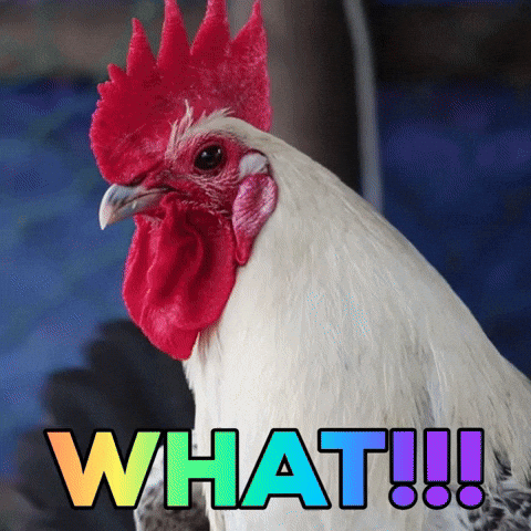 Scared Chicken Animated Gif